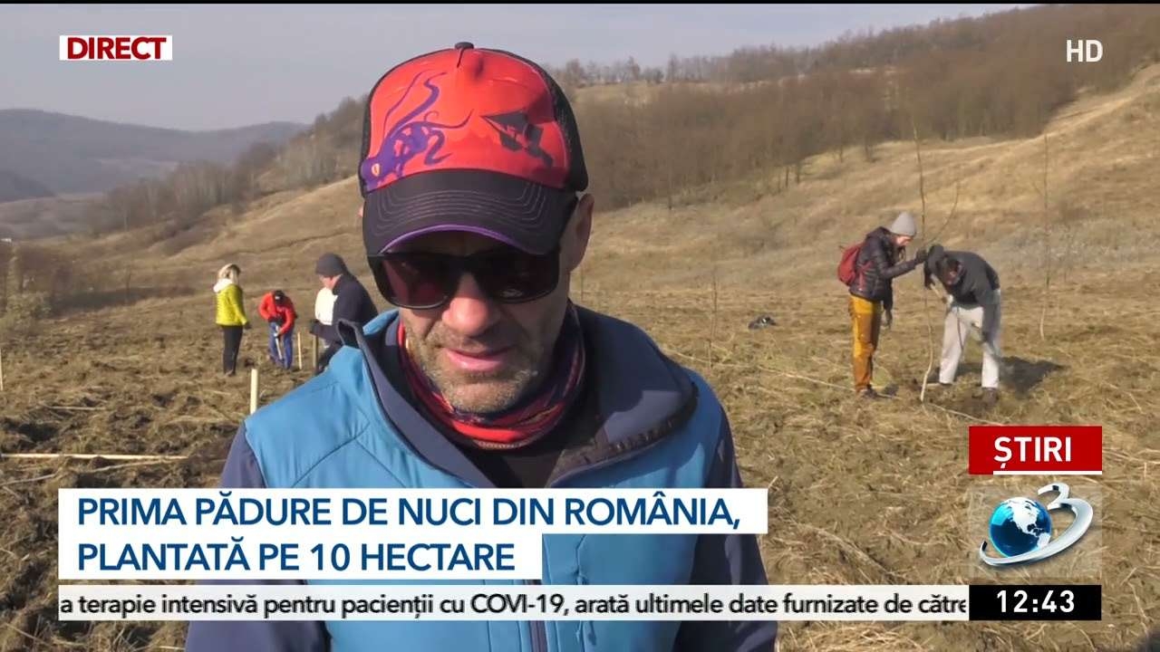 Prima padure de nuci din Romania, plantata pe 10 hectare - einformatii.ro